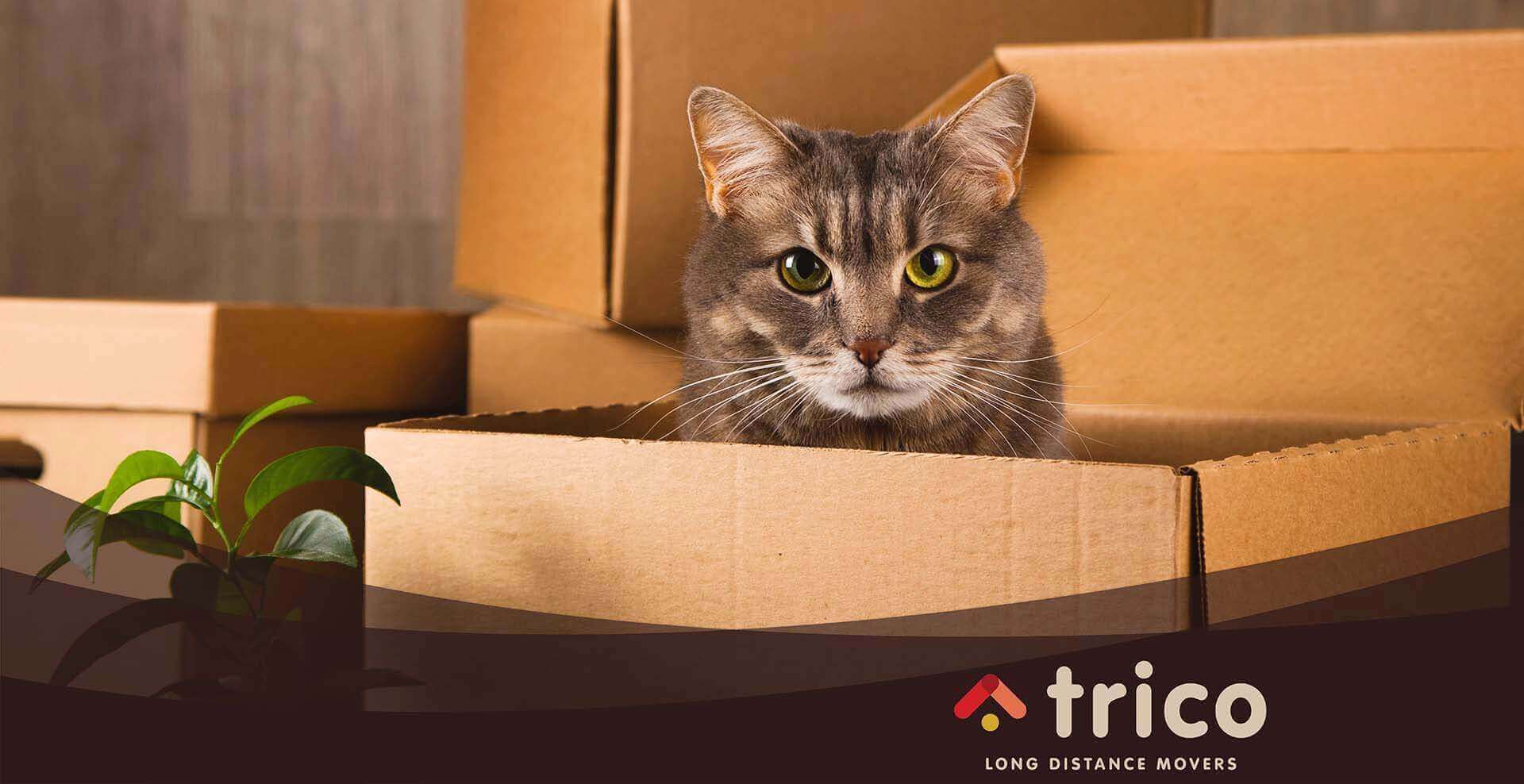 Make Moving With a Cat Easy - Trico Long Distance Movers